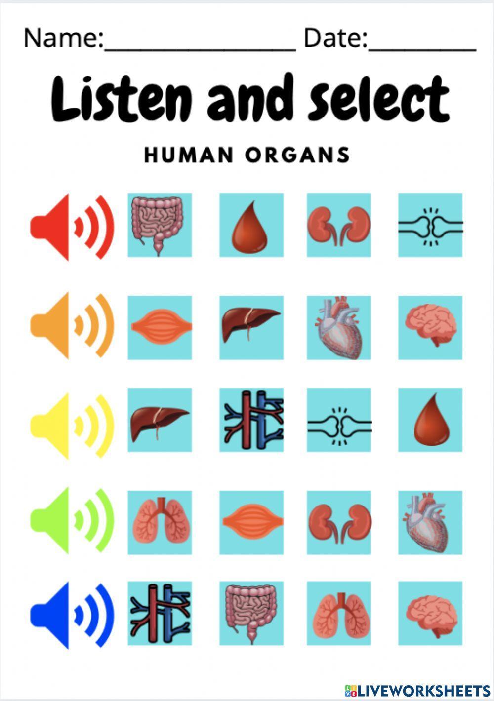 Human organs 969597 | ladyd07 | Live Worksheets