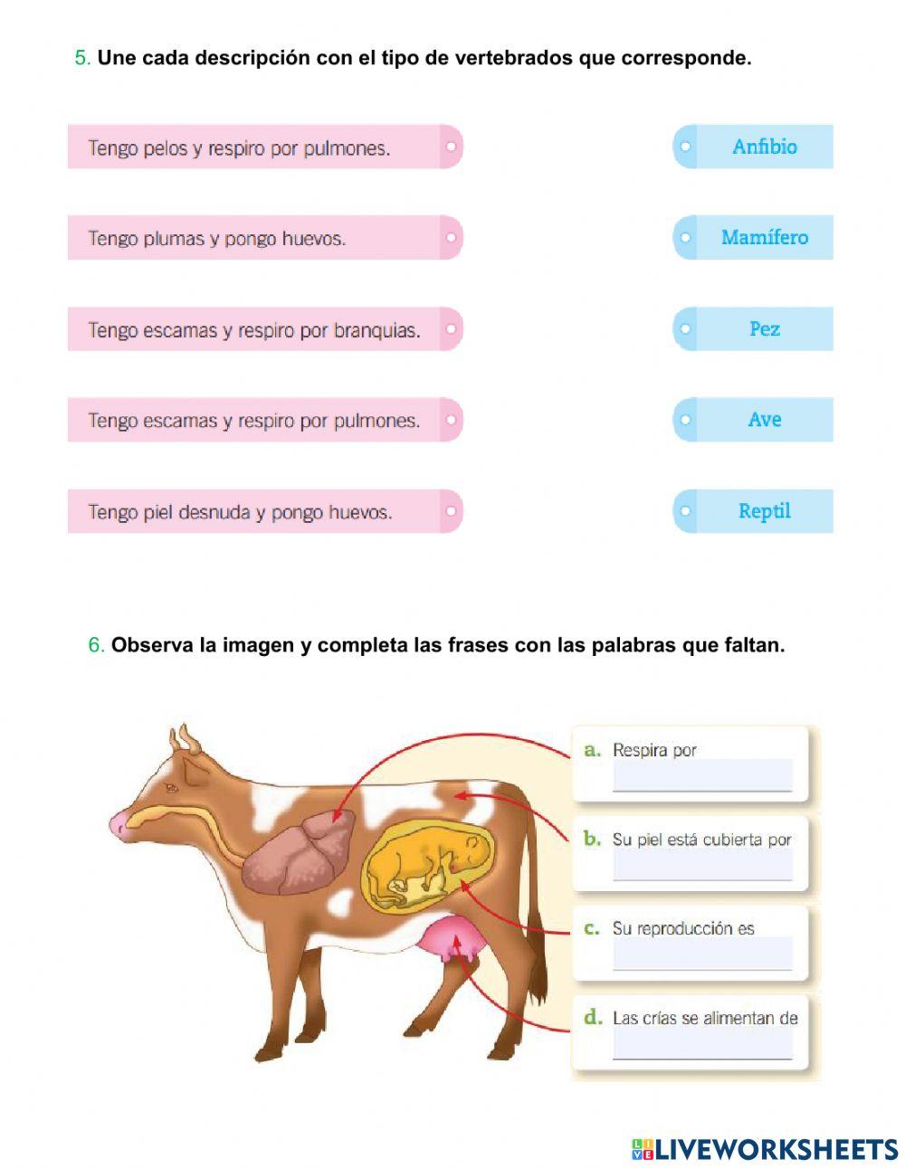 Vertebrados | Free Interactive Worksheets | 1044962