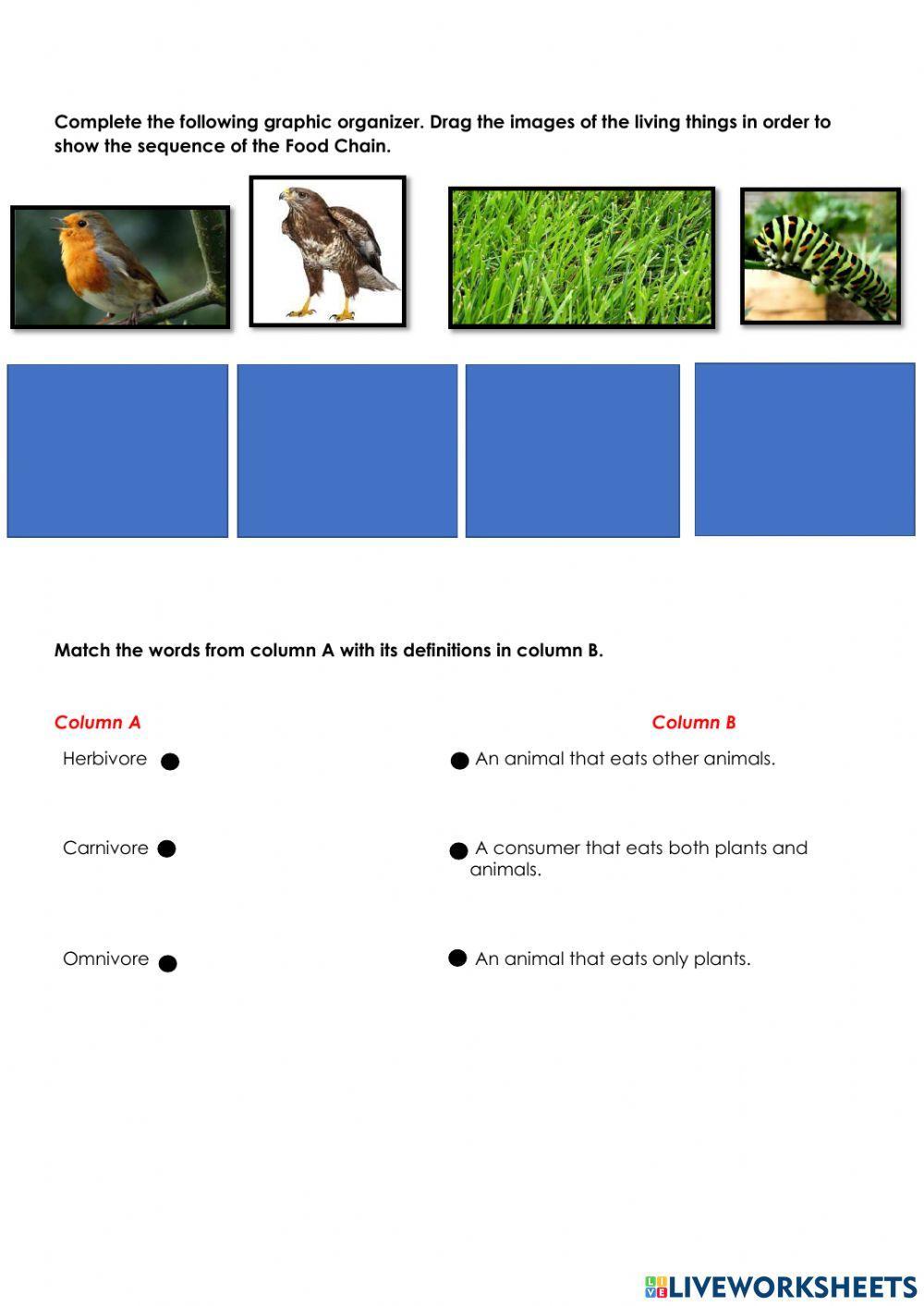 1048683 | Energy Pyramid predator prey | Montserrat Mora