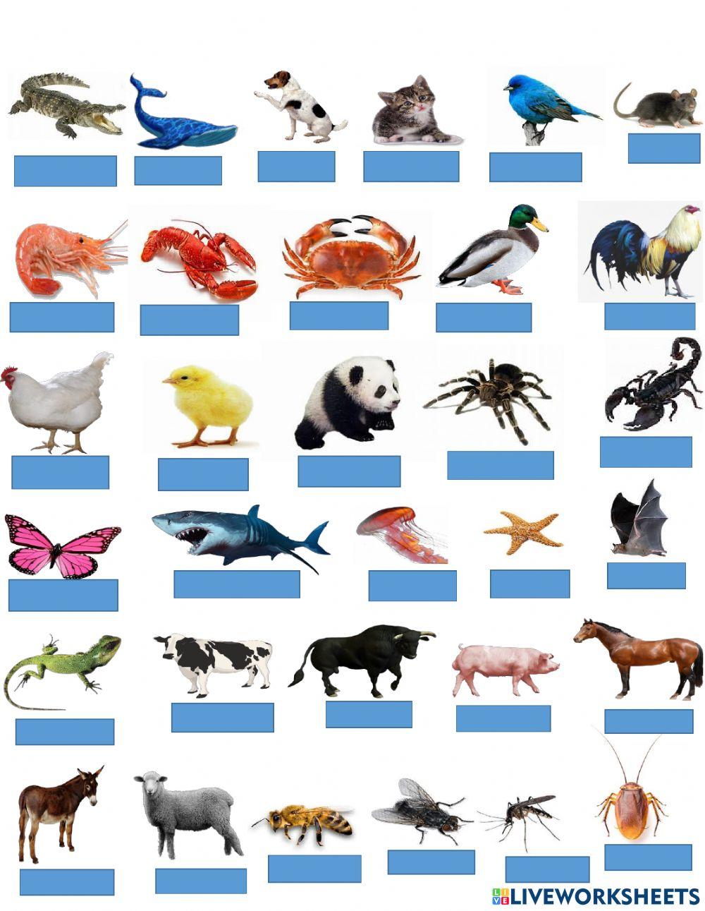 the animals English as a Second Language (ESL) exercise | Live Worksheets