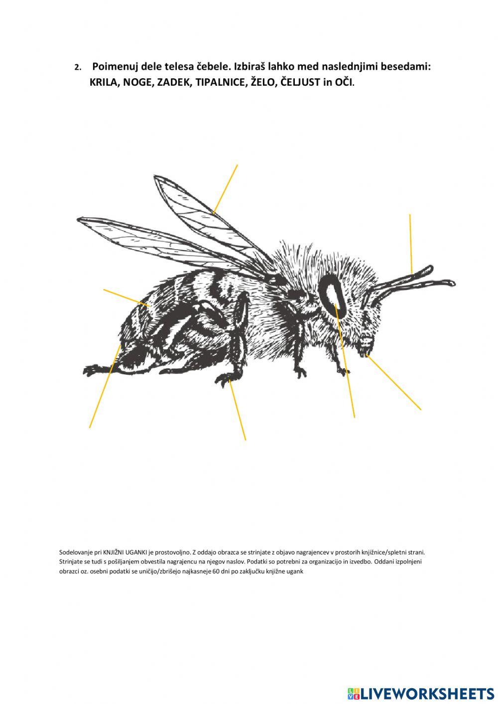 uganka-maj mlajši online exercise for | Live Worksheets
