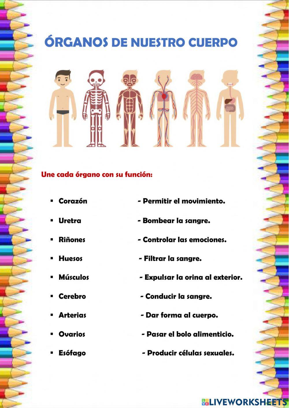 Órganos de nuestro cuerpo worksheet | Live Worksheets