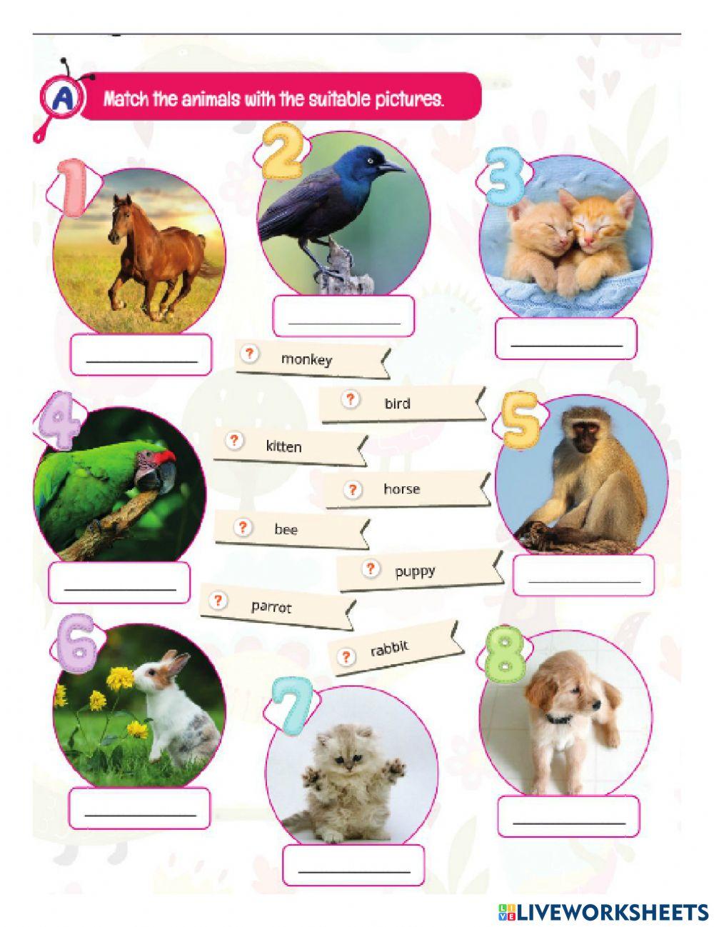 7TH MAY THE ANIMAL SHELTER HOMEWORK online exercise for | Live Worksheets