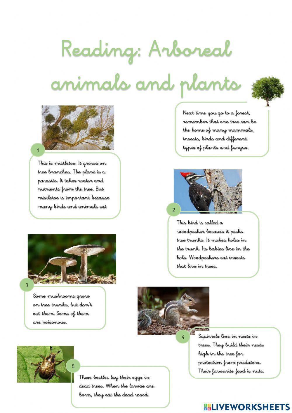 Arboreal Animals