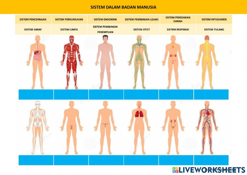 sistem dalam badan manusia online exercise for | Live Worksheets