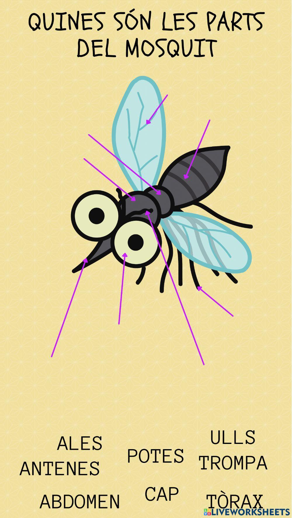 LES PARTS DEL MOSQUIT 983740 | Jenny | Live Worksheets