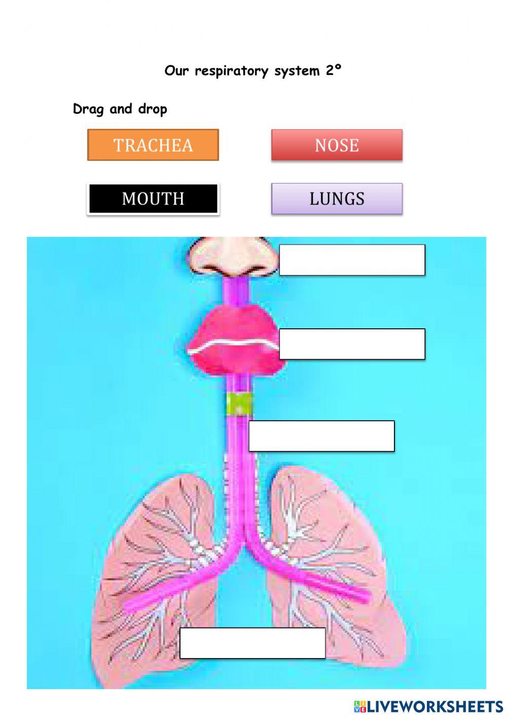 Respiratory sys… | Free Interactive Worksheets | 986082