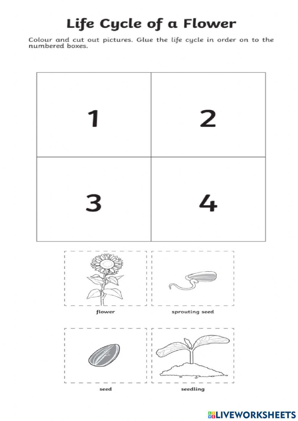 Life cycle of a flower worksheet | Live Worksheets