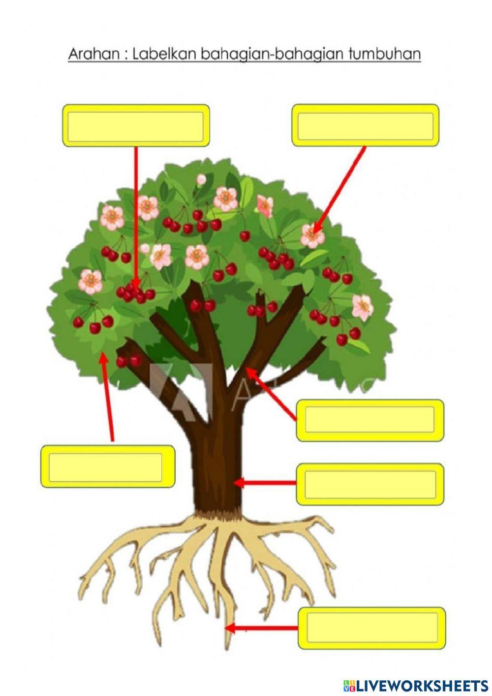 Bahagian Tumbuhan worksheet for PPKI Tahun 4 | Live Worksheets