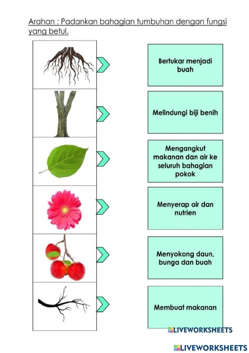 Bahagian Tumbuhan worksheet for PPKI Tahun 4 | Live Worksheets