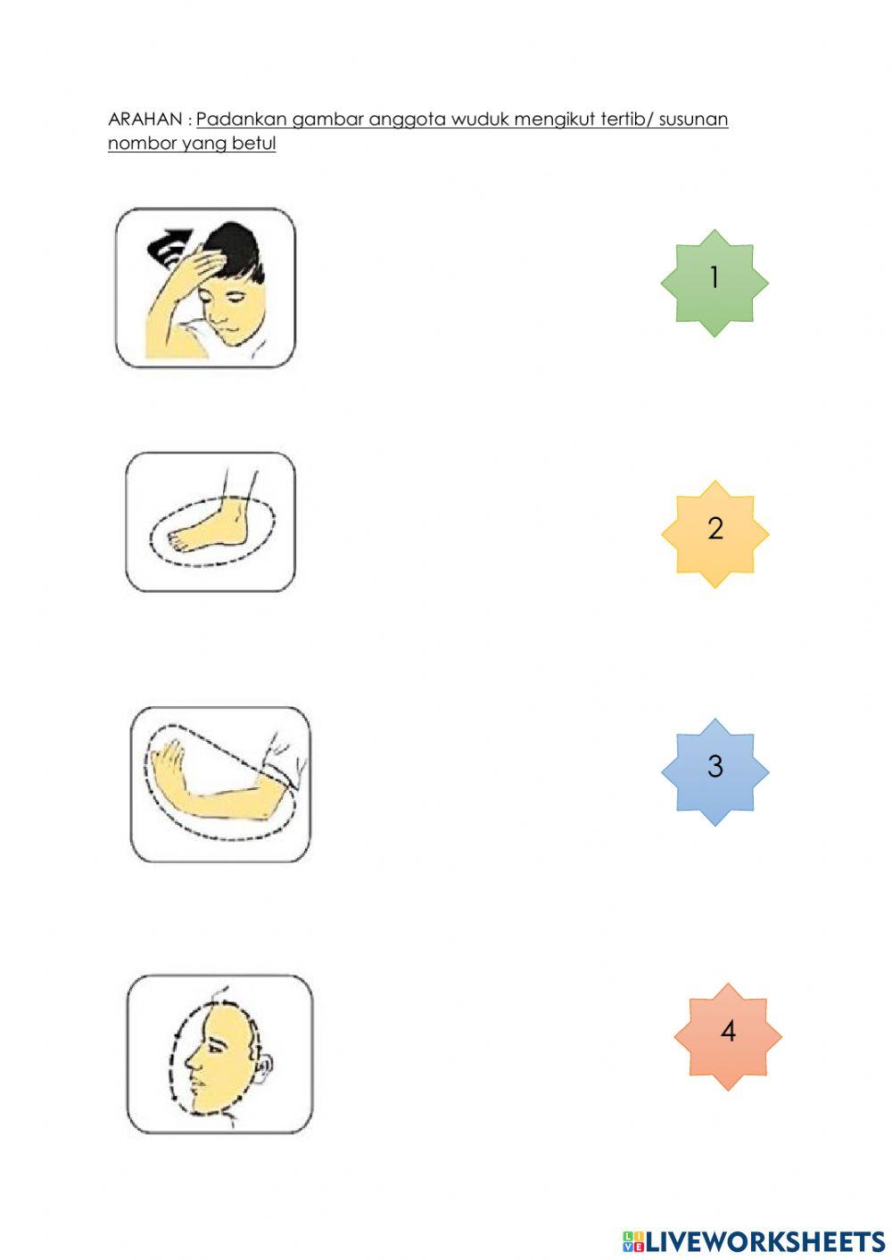 Anggota wuduk | Free Interactive Worksheets | 1081835