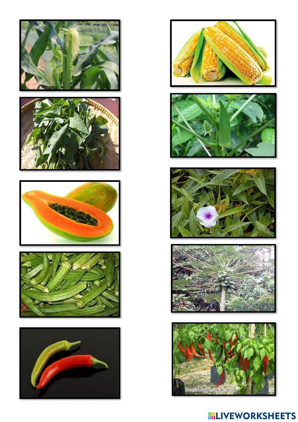 Asas Pertanian worksheet | Live Worksheets