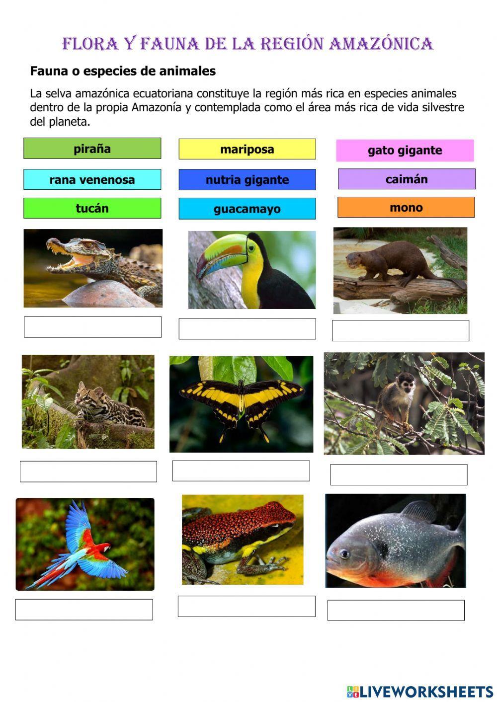 Flora y fauna de Brasil - verloop.io