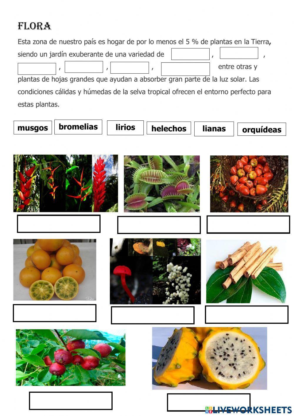 Flora y fauna del Oriente worksheet | Live Worksheets