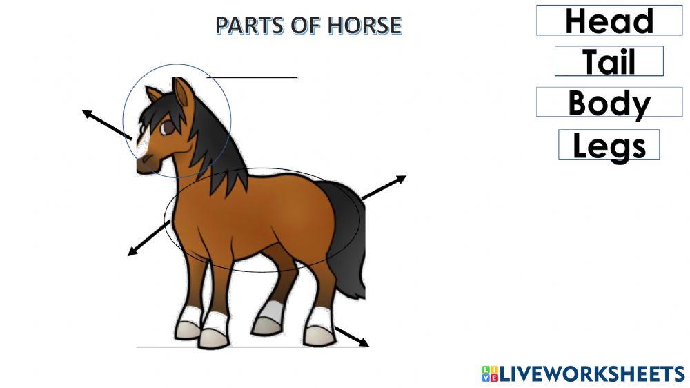 Part of animal 1088384 | NURZULYATI aLI | Live