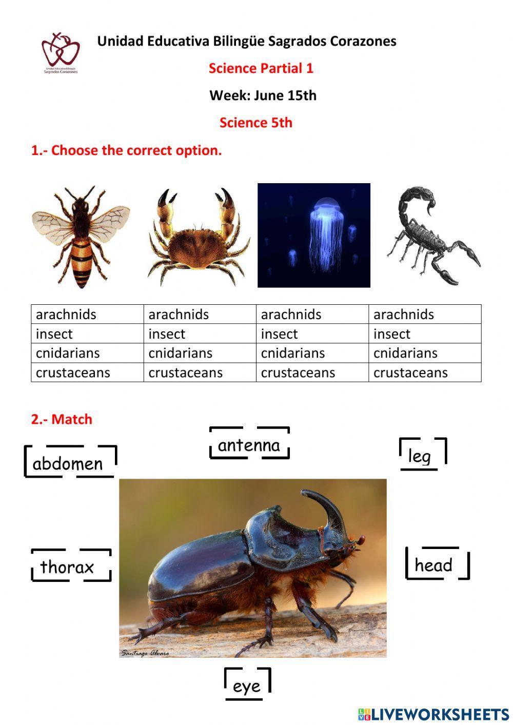 Invertebrates online pdf activity for 5th | Live Worksheets