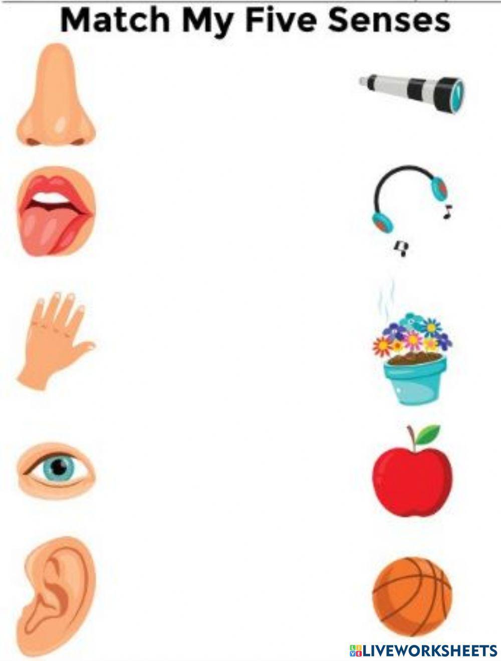 Sense Organs free worksheet | Live Worksheets