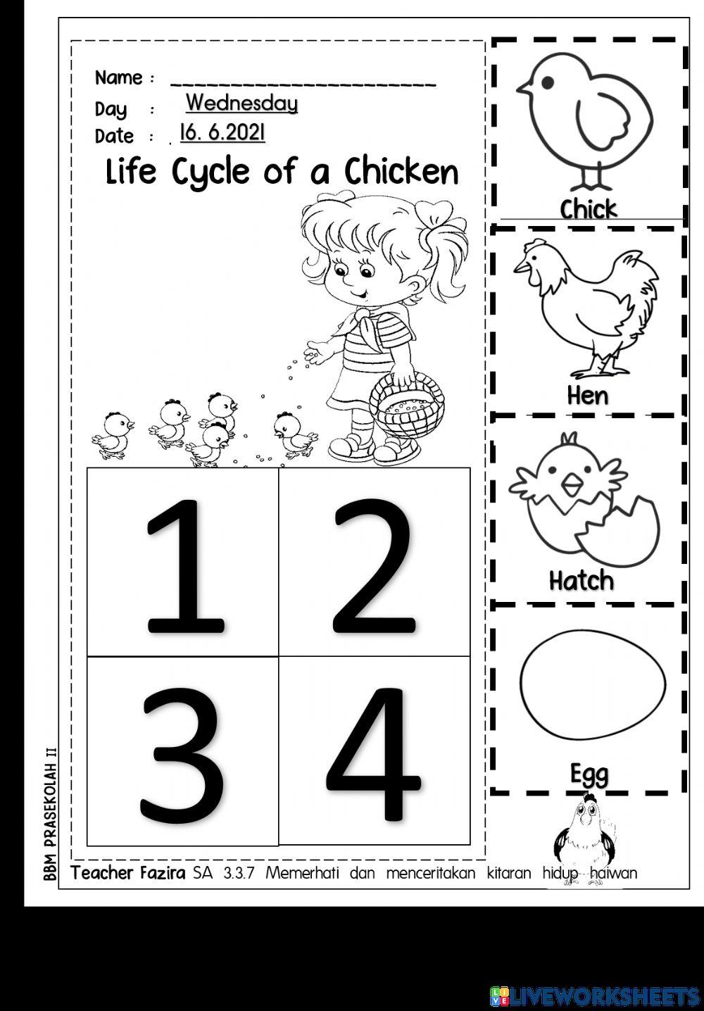 Life Cycle of Chicken online exercise for | Live Worksheets