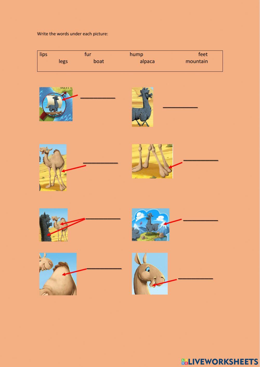 1093311 | Daisy the alpaca | melin123 | LiveWorksheets