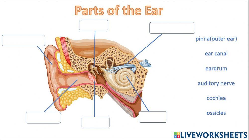 Parts Of The Ear Worksheet