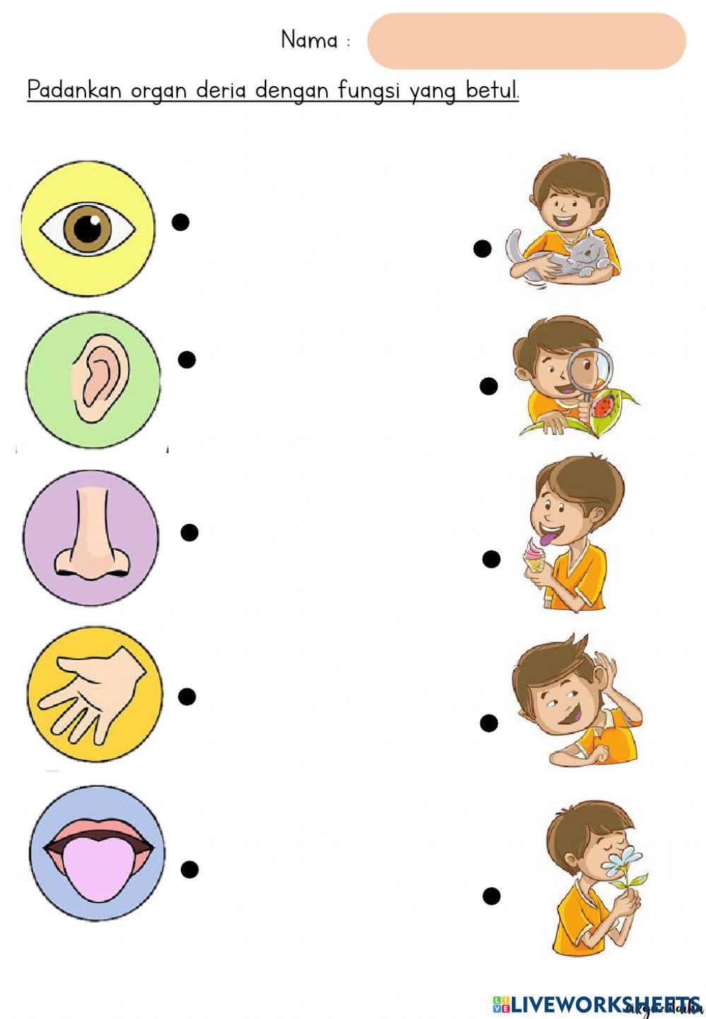 Sains awal pras… | Free Interactive Worksheets | 1096324