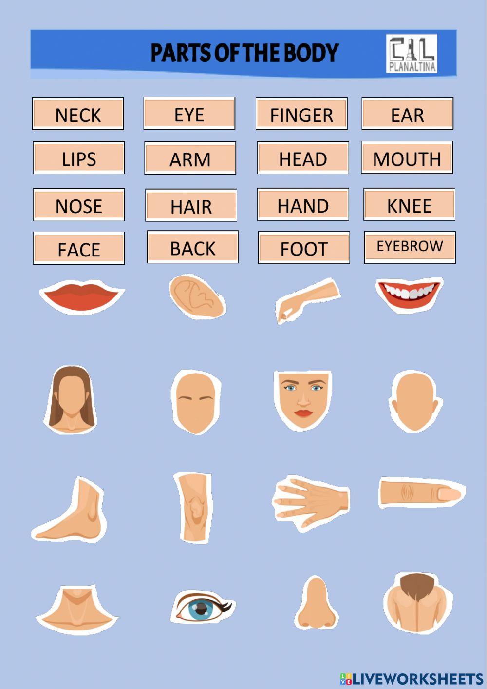 Being healthy interactive worksheet | Live Worksheets