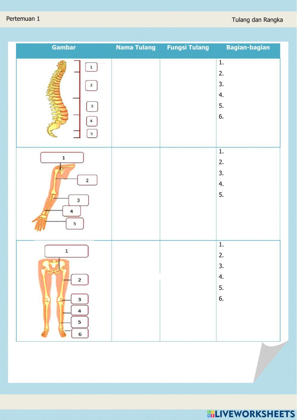 Lembar kerja peserta didik (tulang dan rangka) 1098346