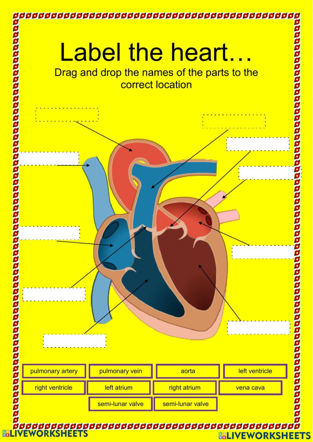 INTERNAL STRUCTURE OF HEART - LABELLING online exercise for | Live ...