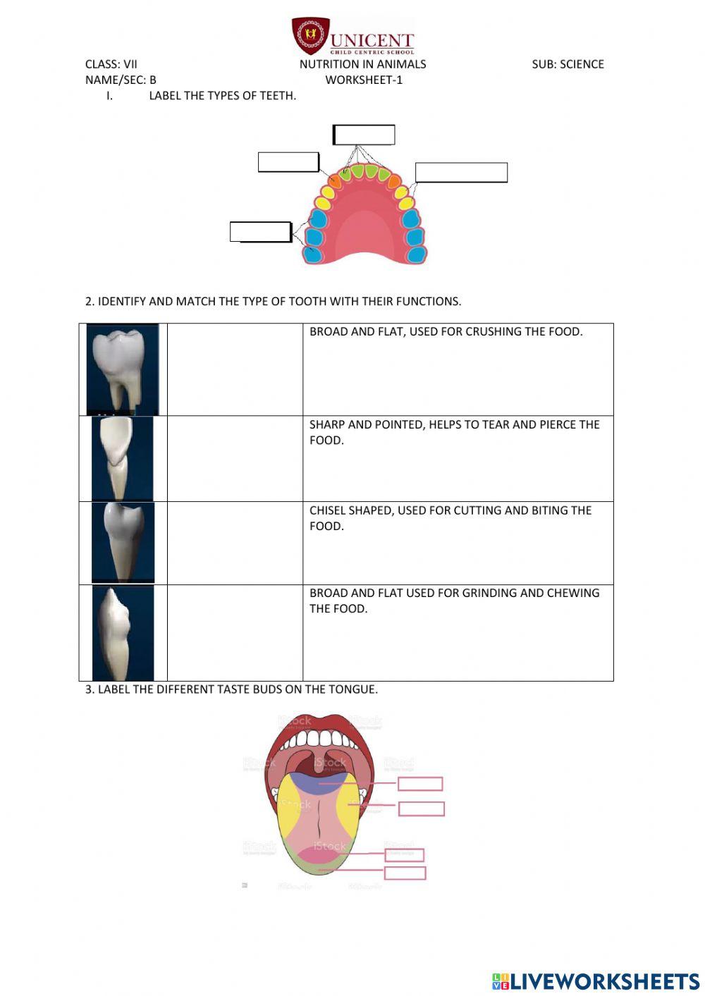 Bucal cavity | Free Interactive Worksheets | 1100575