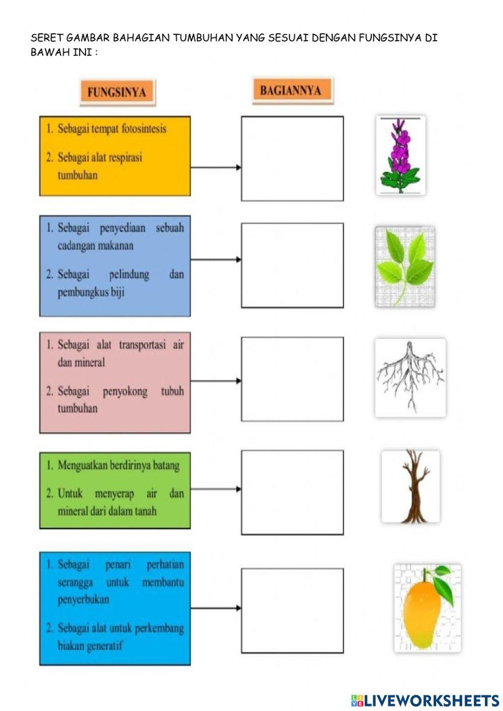Fungsi Bahagian Tumbuhan worksheet | Live Worksheets