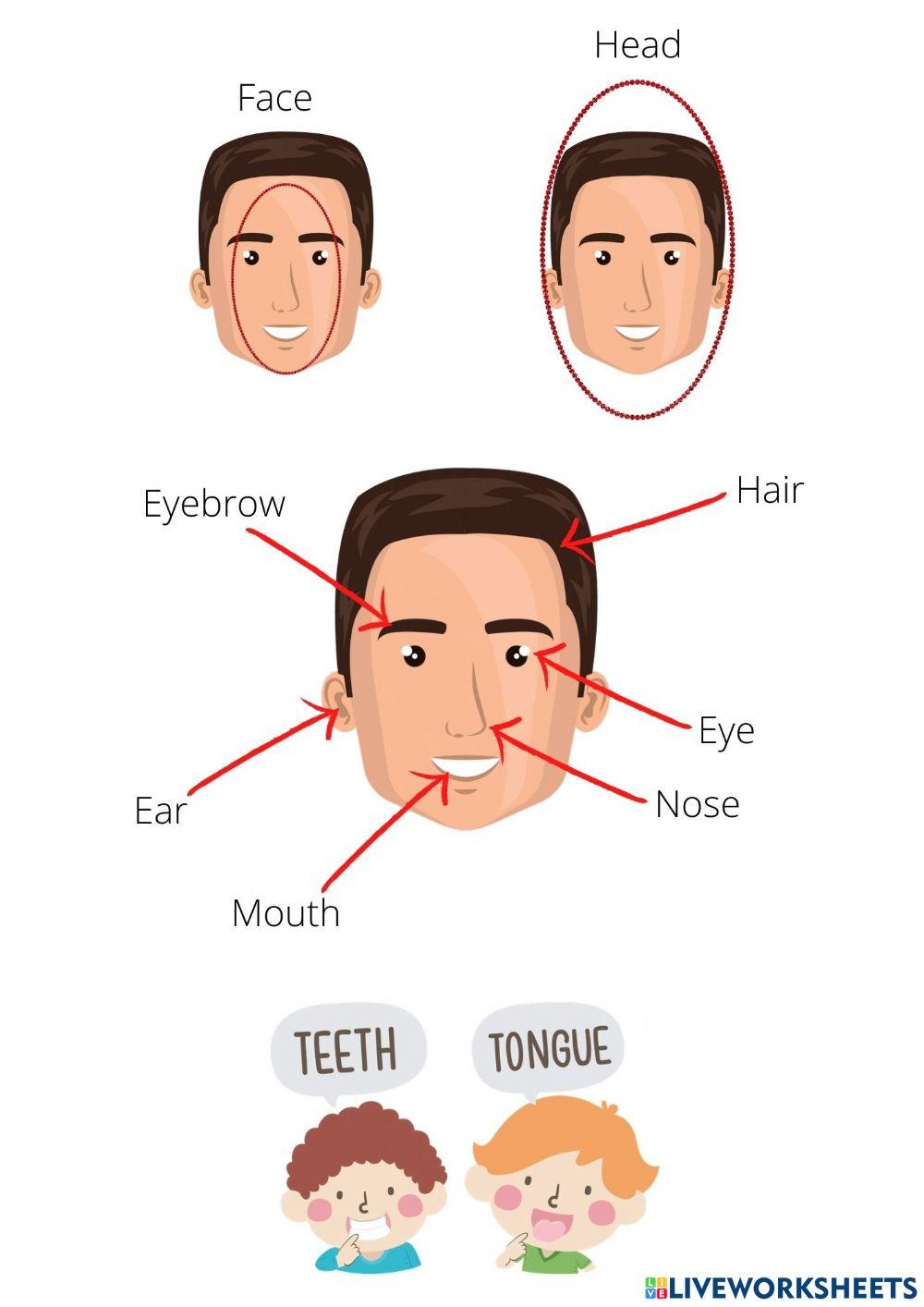 Face interactive worksheet for beginner | Live Worksheets