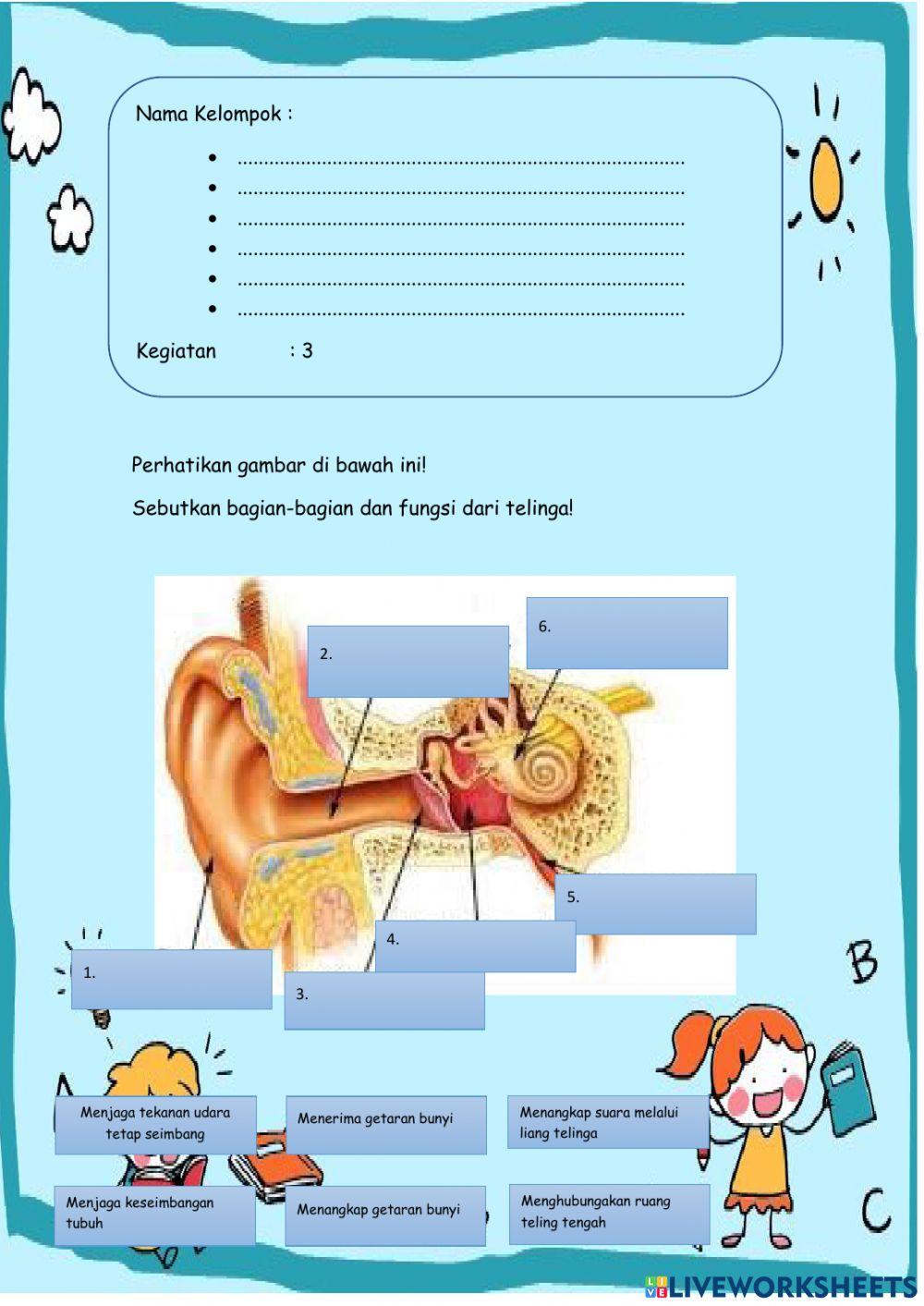 Bagian Telinga worksheet | Live Worksheets
