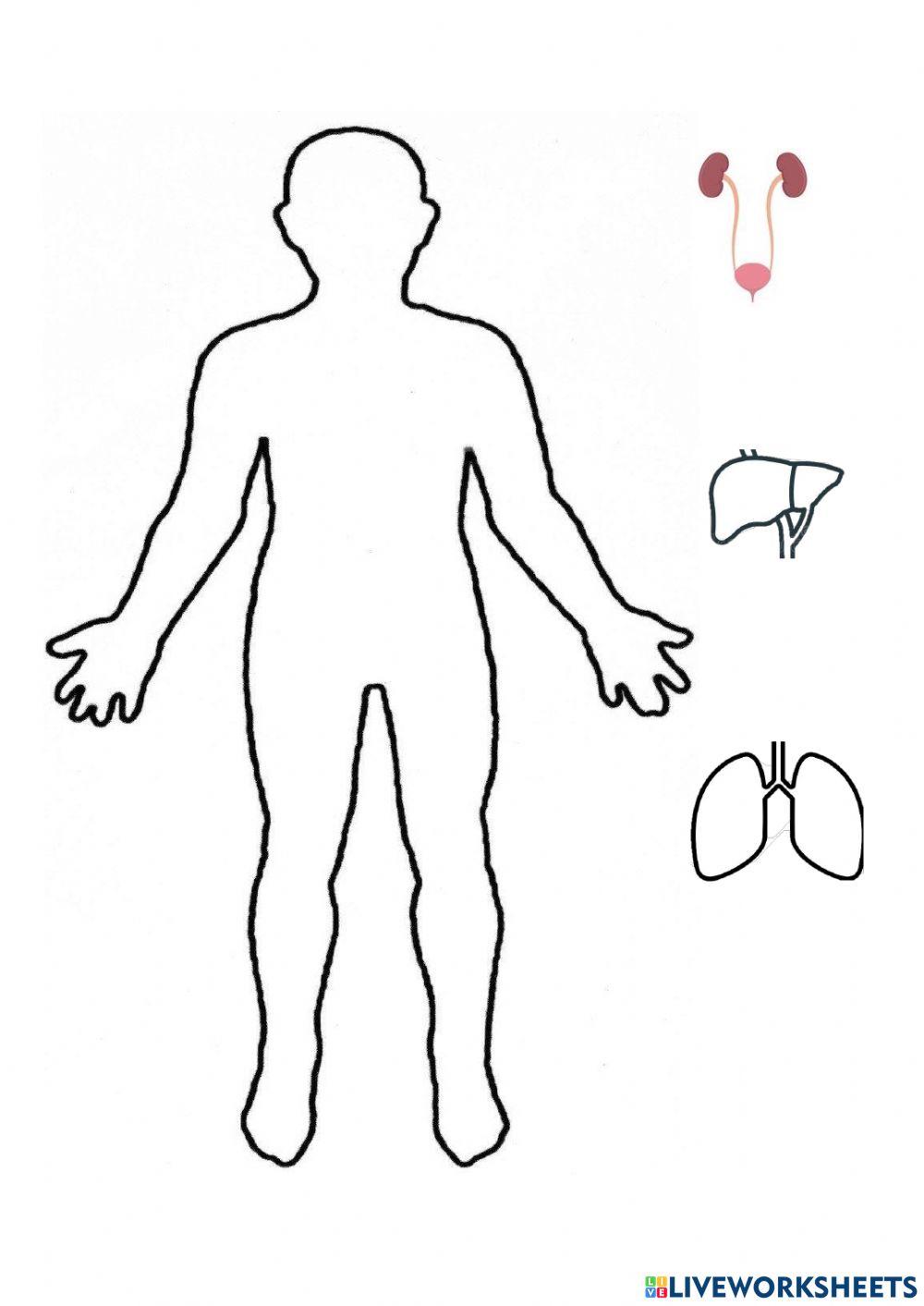 Excretory System Coloring Pages