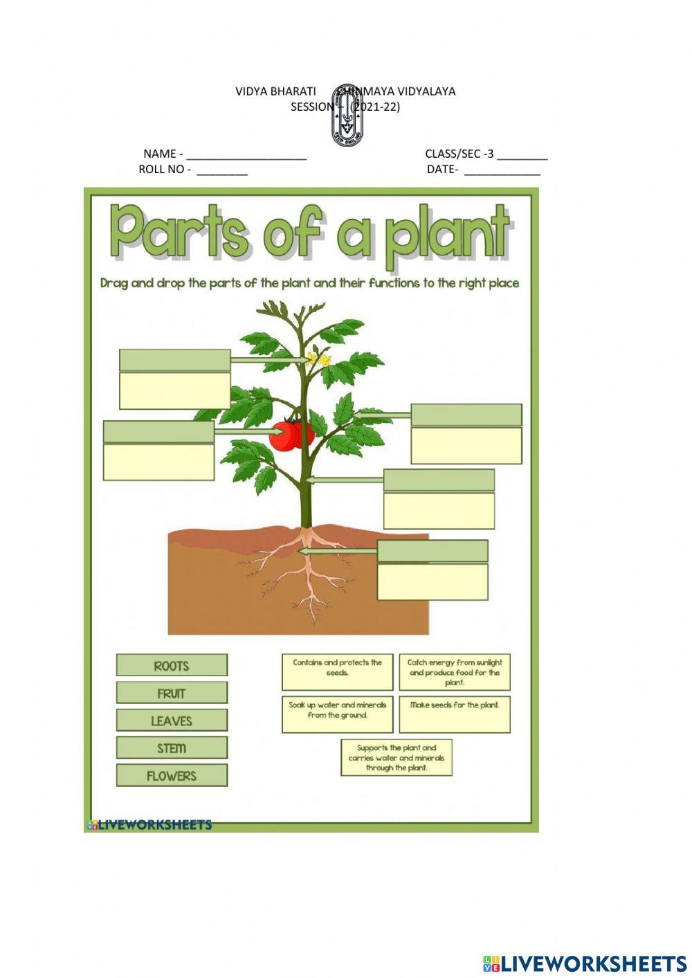Parts of a plant interactive exercise for Class3 | Live Worksheets