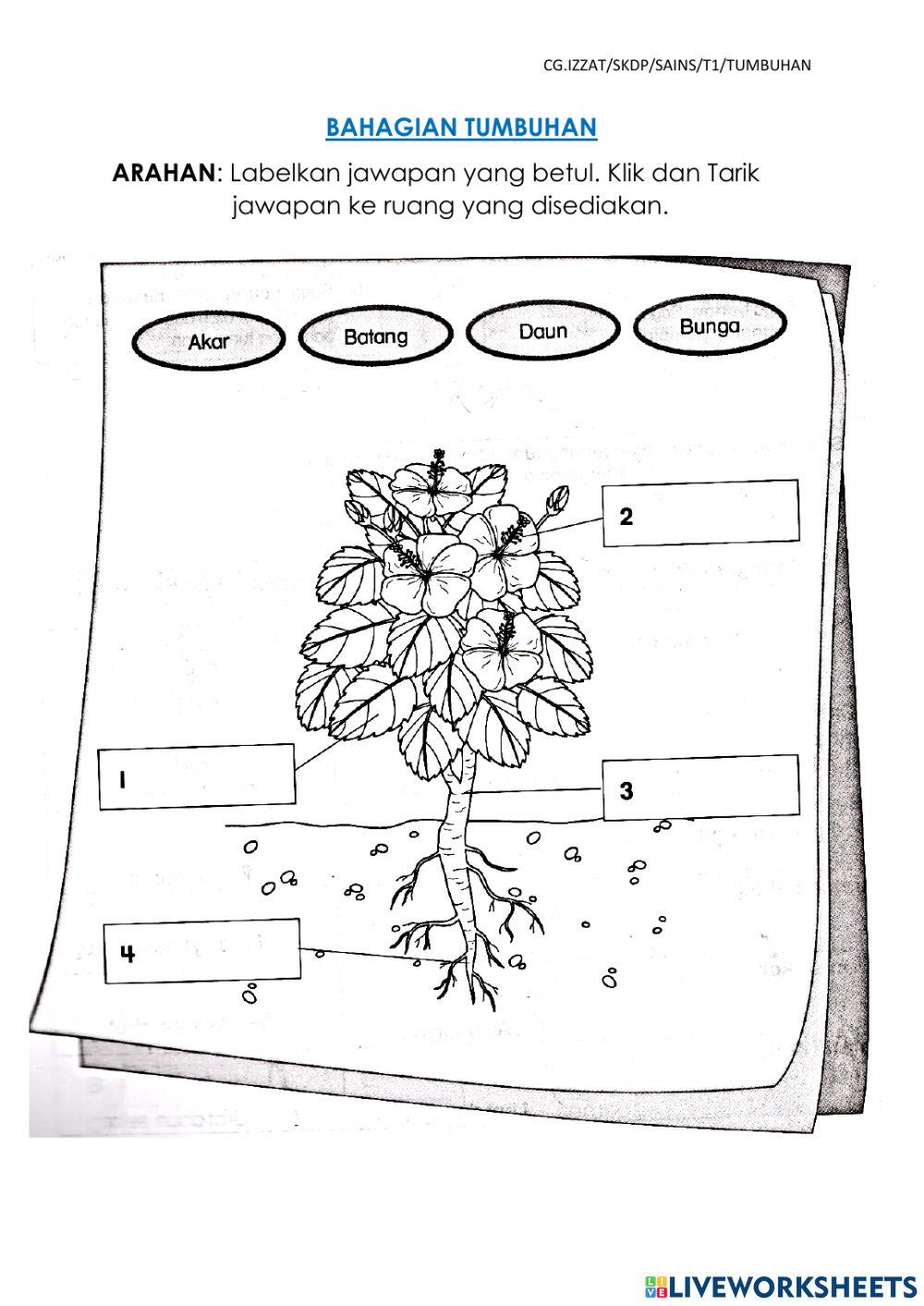 Bahagian tumbuhan exercise for TAHUN 1 | Live Worksheets