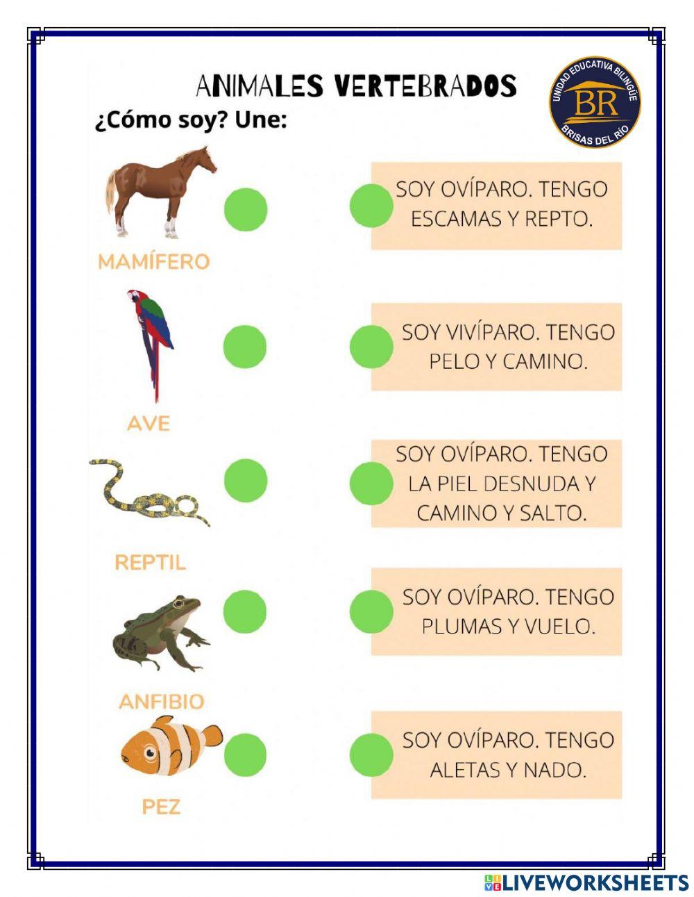 Animales vertebrados online exercise for 3° | Live Worksheets