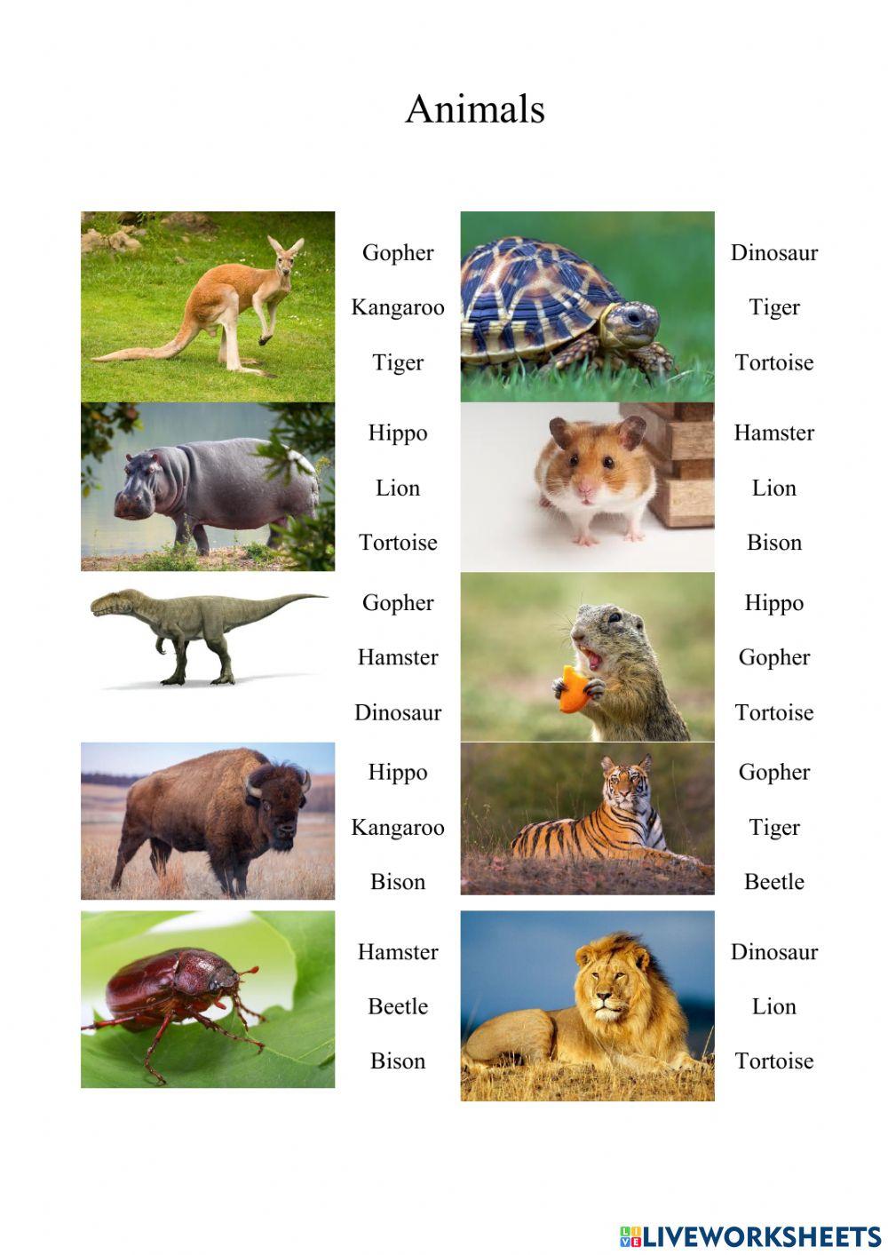Animals online exercise for Grade 2 | Live Worksheets