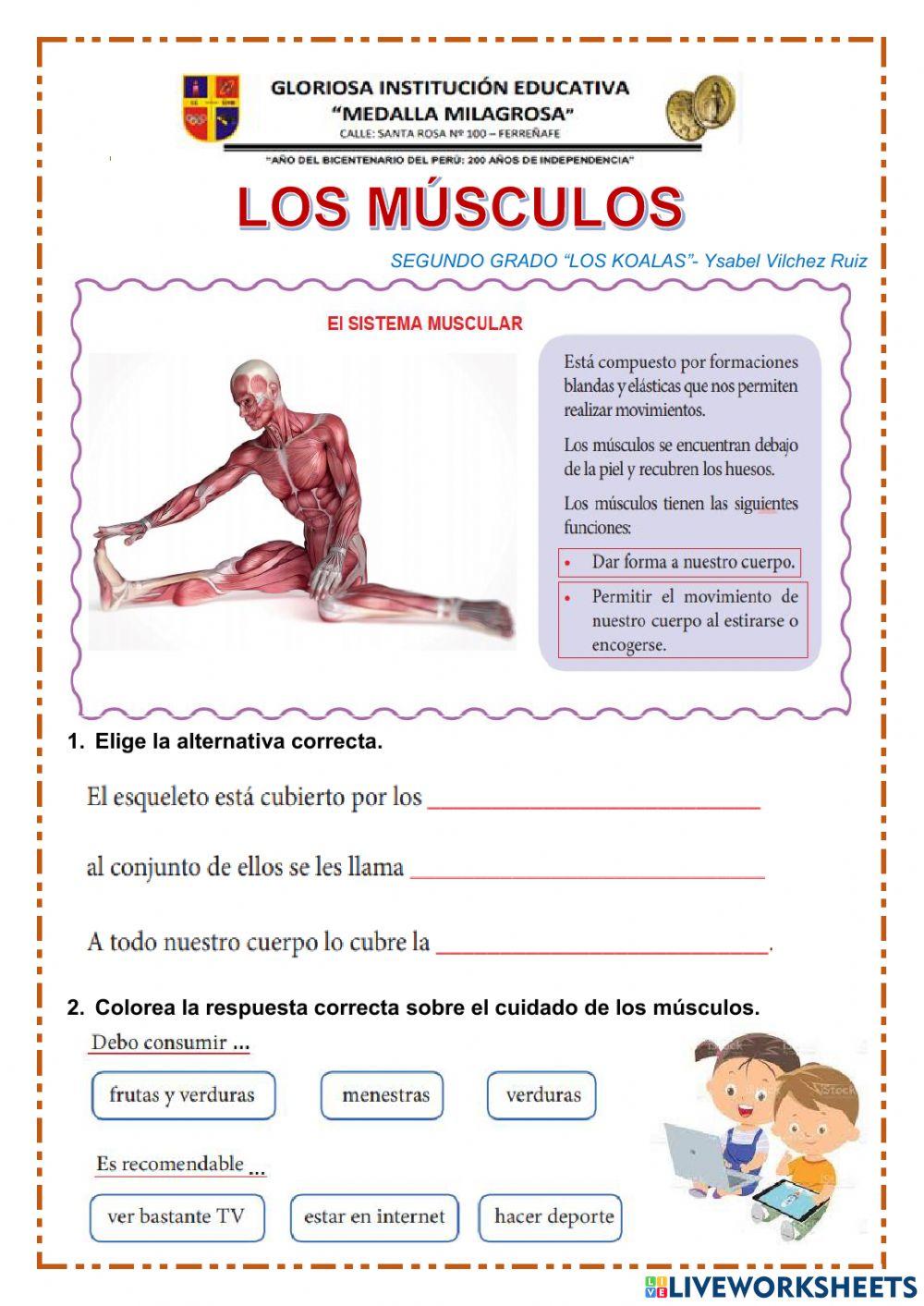 Los musculos | Free Interactive Worksheets | 1110587