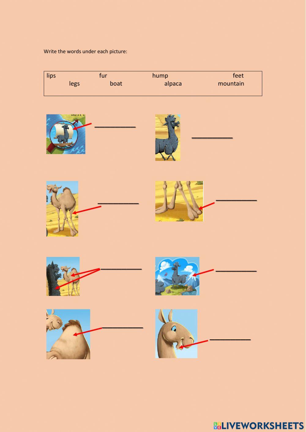 Daisy the Alpaca activity | Live Worksheets