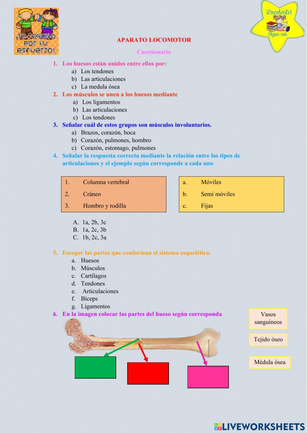 Aparato locomotor interactive worksheet | Live Worksheets
