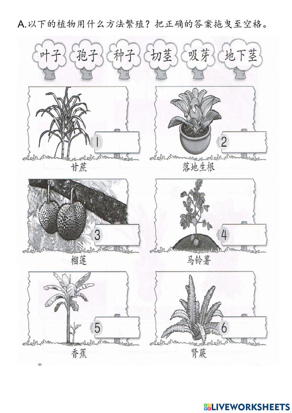 植物的繁殖方法 Online Exercise For Live Worksheets