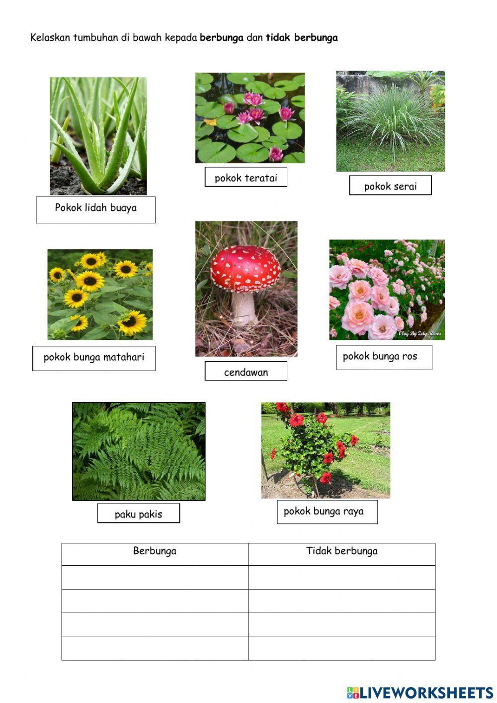 Tumbuhan worksheet for Tahun 1 | Live Worksheets