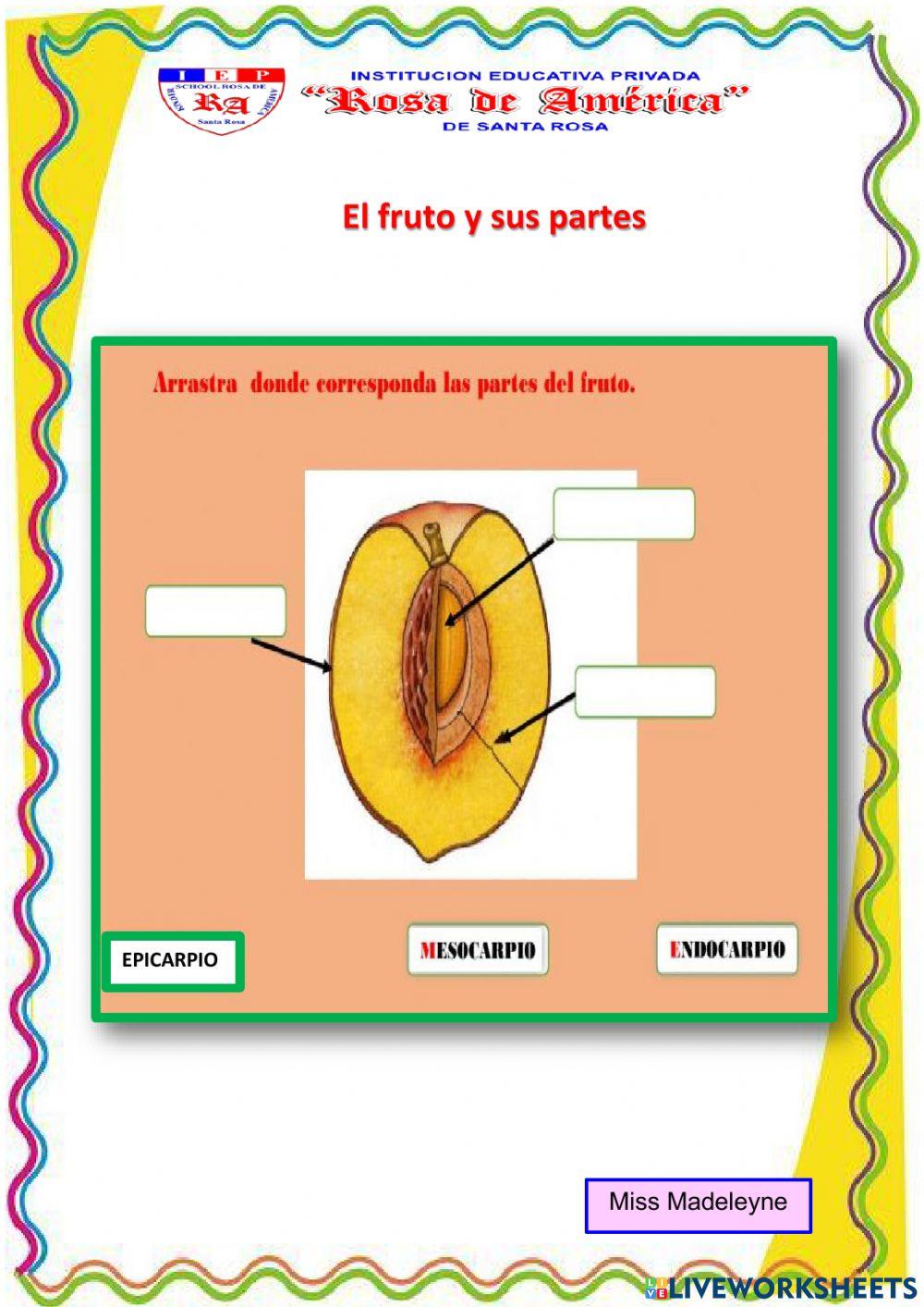 El fruto y sus partes interactive worksheet | Live Worksheets