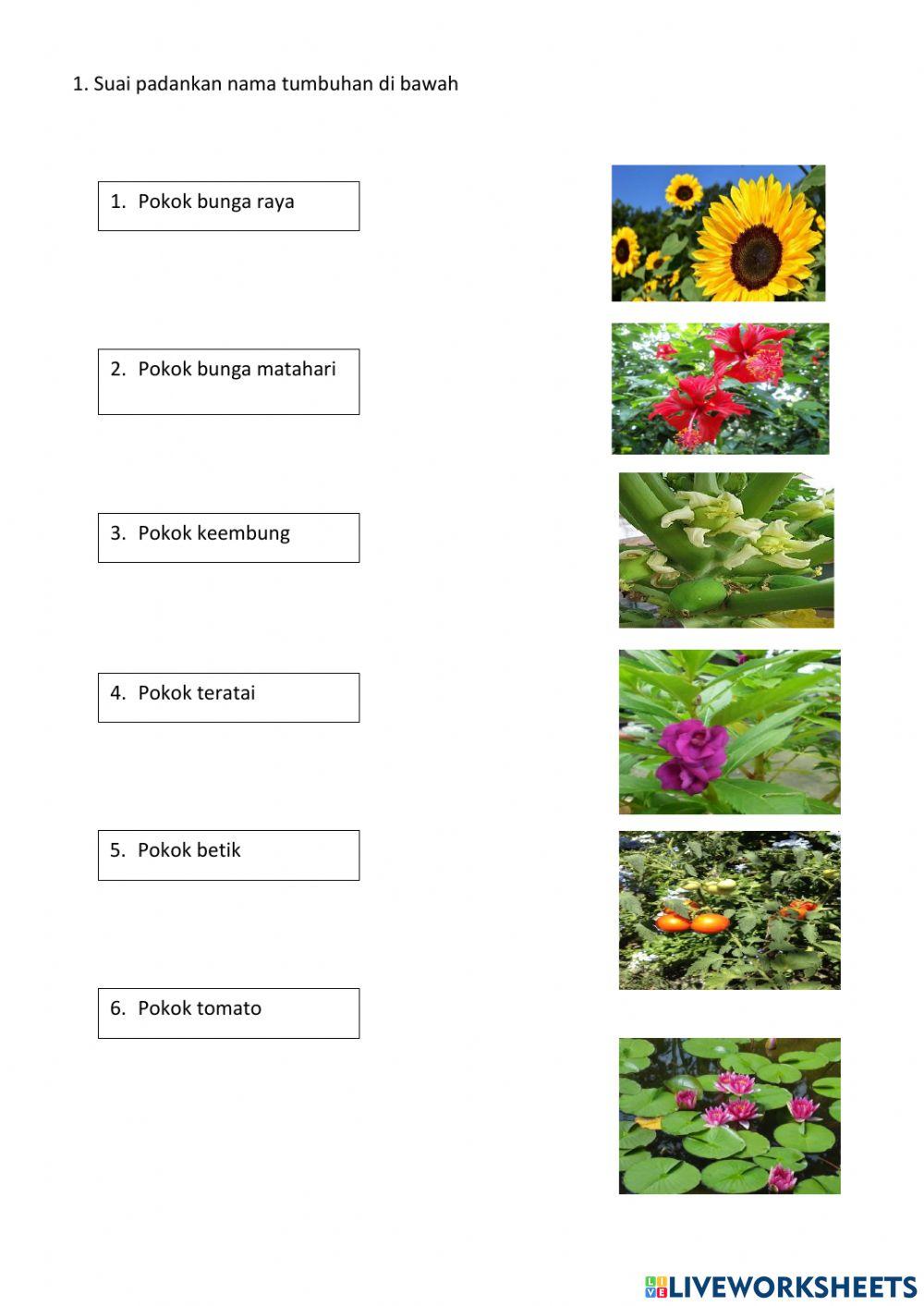 Tumbuhan berbunga activity | Live Worksheets