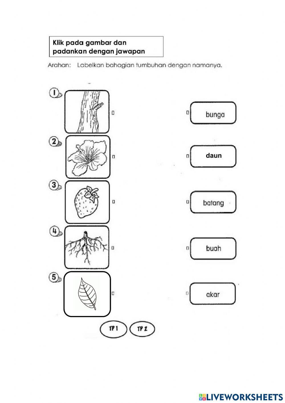 Mengenal Bahagian Tumbuhan activity | Live Worksheets