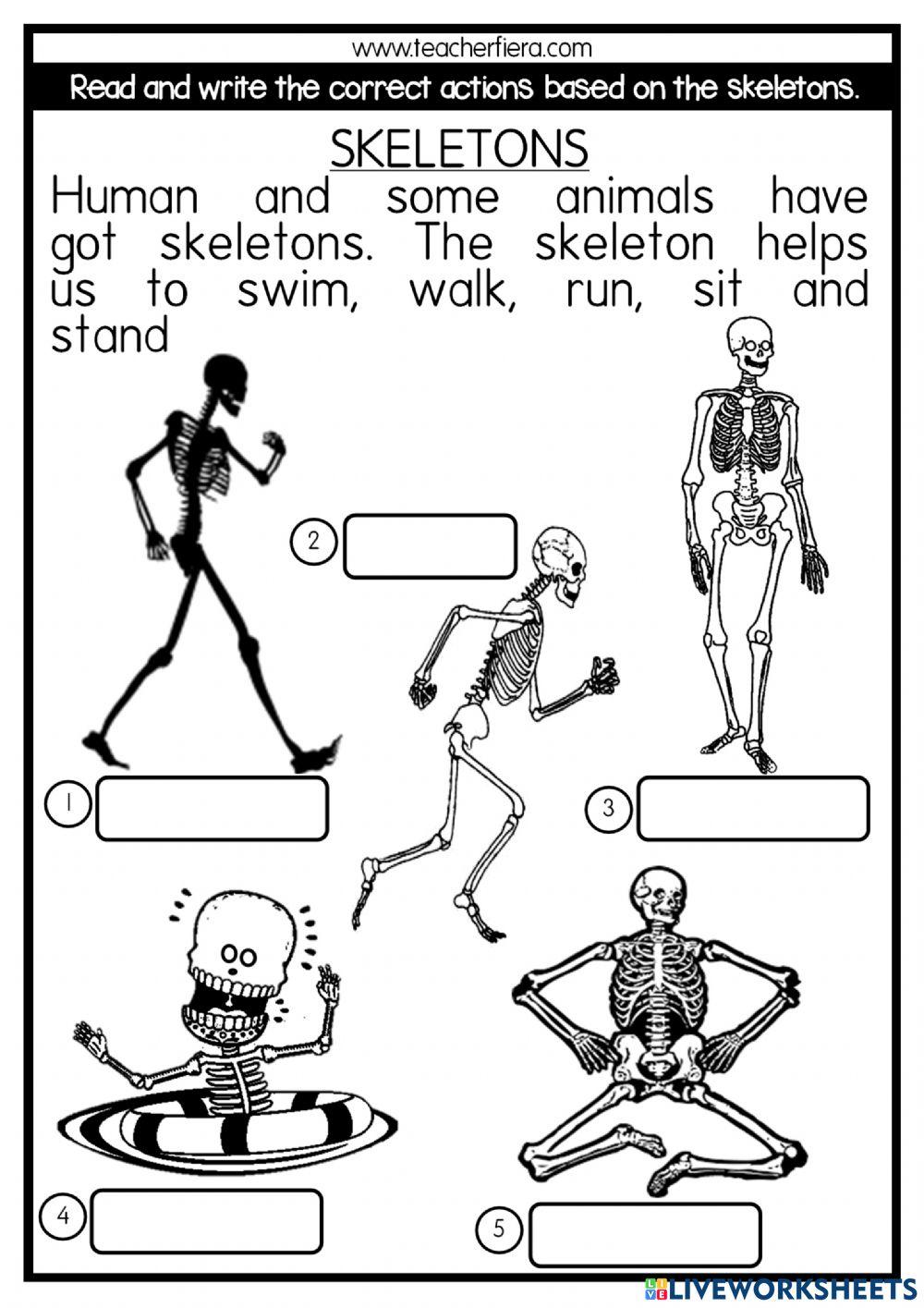 skeleton 3137027 | FatinNazir | Live Worksheets