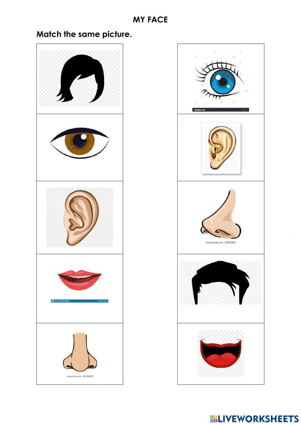My Face 1 worksheet | Live Worksheets