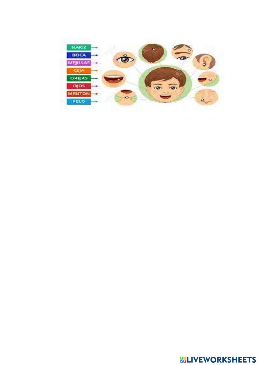 Partes de la cara online worksheet for inicial 2 | Live Worksheets