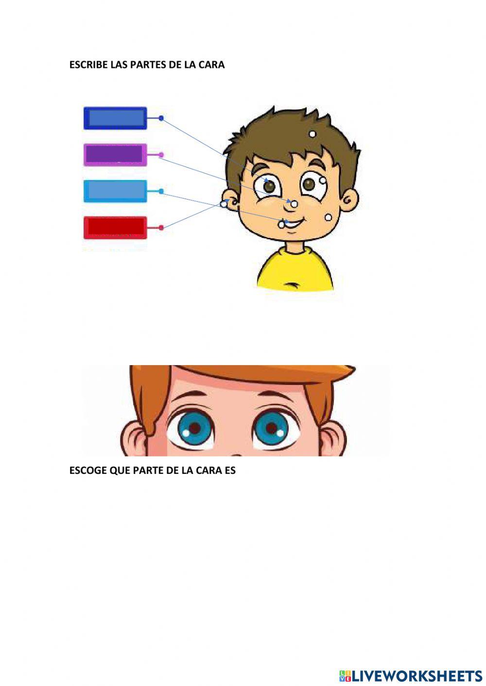 Prueba de tecnologia-partes de la cara worksheet | Live Worksheets
