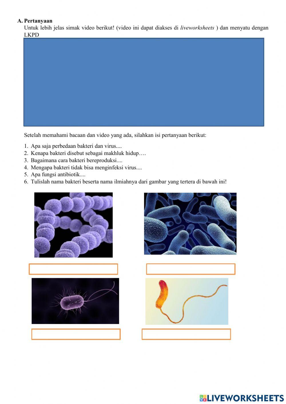 Bacteria exercise | Live Worksheets